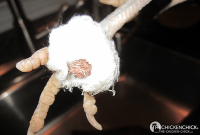 BUMBLEFOOT in Chickens: Causes & Treatment. *Graphic Photos*