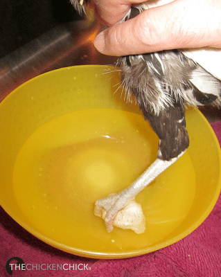 BUMBLEFOOT in Chickens: Causes & Treatment. *Graphic Photos*