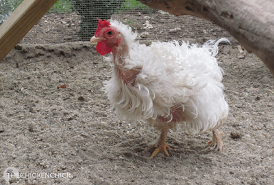 BUMBLEFOOT in Chickens: Causes & Treatment. *Graphic Photos*