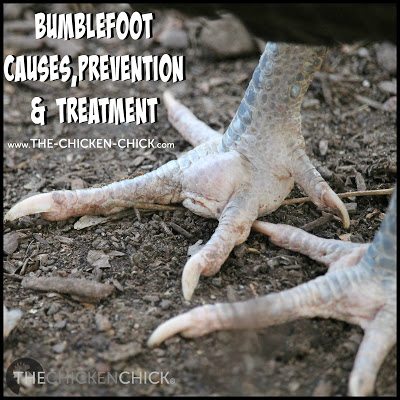 BUMBLEFOOT in Chickens: Causes & Treatment. *Graphic Photos*