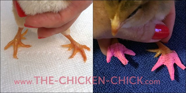 Spraddle leg & Crooked Toes in Chicks- Causes and Treatments
