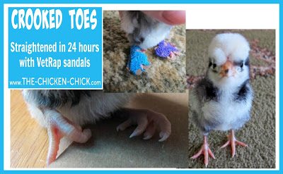 Spraddle leg & Crooked Toes in Chicks- Causes and Treatments