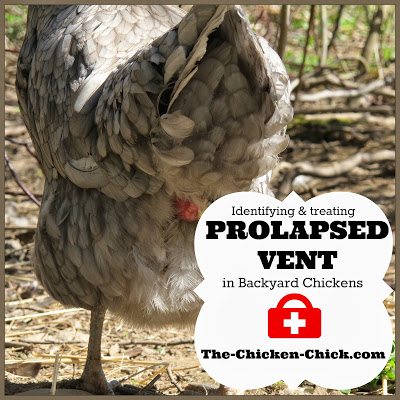 Prolapse Vent in Chickens: Causes & Treatment. *Graphic Photos**