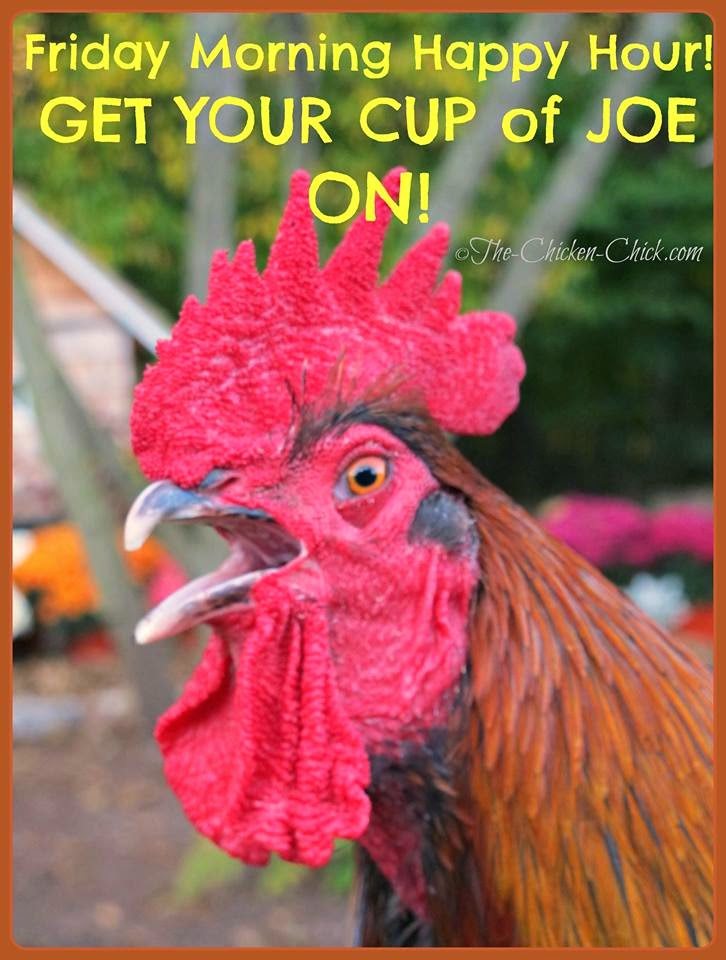 Flock Focus Friday, 5/9/14 | The Chicken Chick®