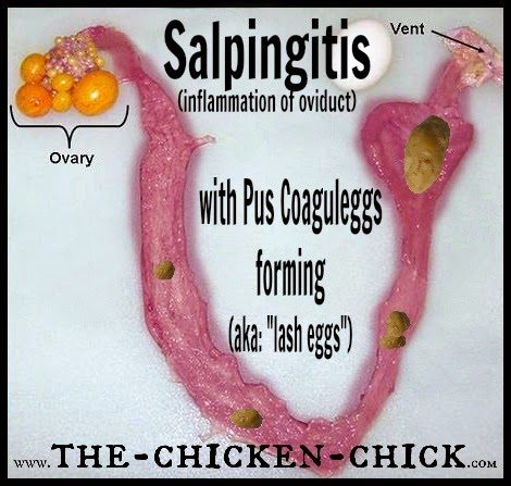 Salpingitis & Lash Eggs in Backyard Chickens: The Pus Coagulegg