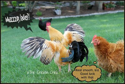Illustrated Glossary of Essential Chicken Terms | The Chicken Chick®